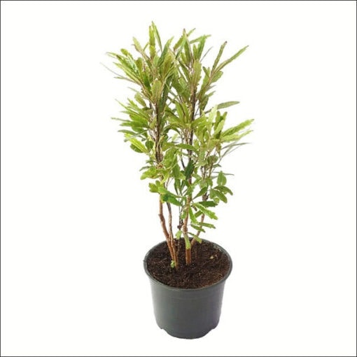 Buy Plants Online in Bangalore | Yoidentity
