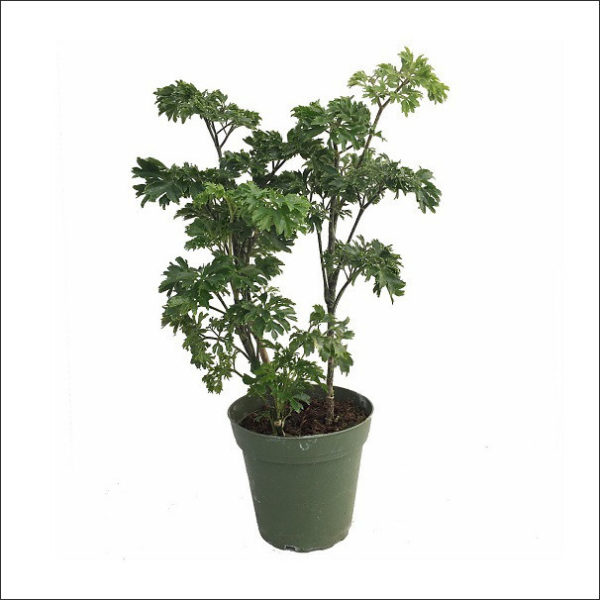 Buy Plants Online in Bangalore | Yoidentity