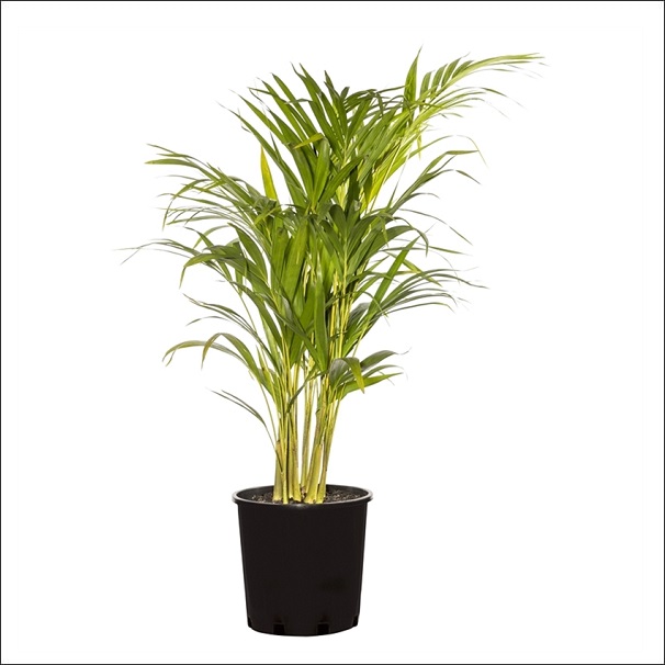 Small Areca Palm Plant Online in Bangalore – Easy Indoor Palm