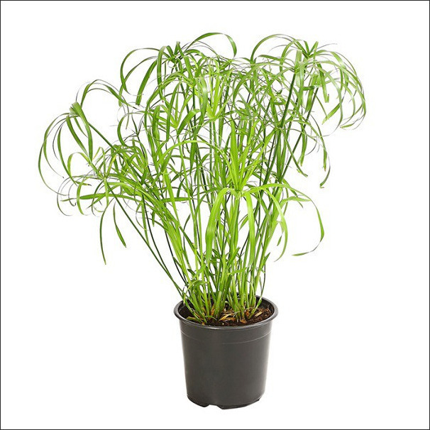 Cyperus Papyrus Plant For Sale