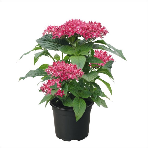 Healthy Pentas Plant – Bright Blooms, Easy to Grow