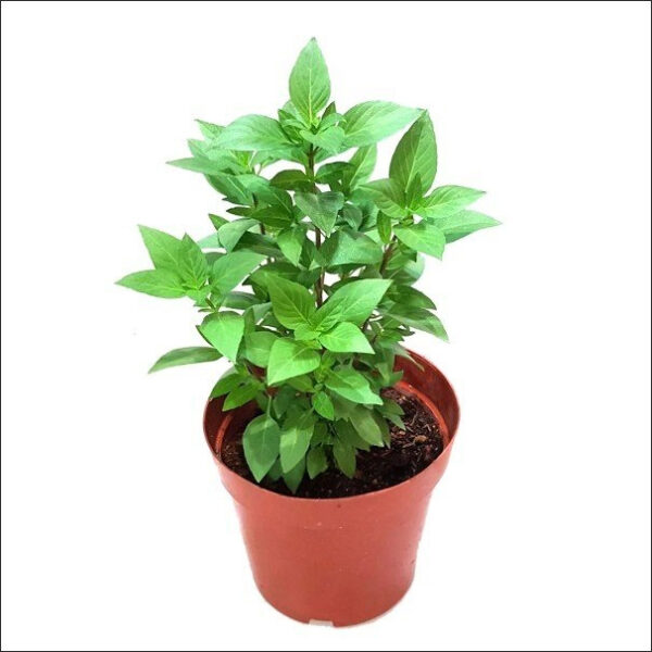 Buy Thai Basil (Sabja) Plant Online in Bangalore – Fresh & Fragrant