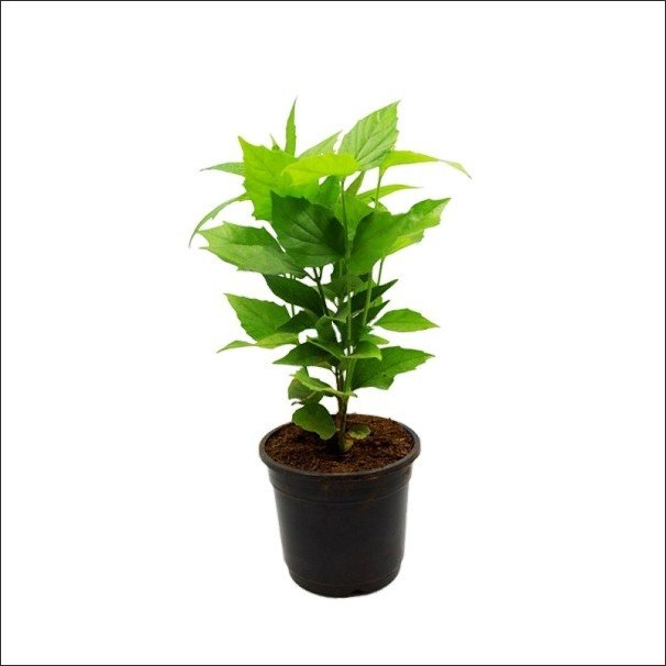 Buy Parijat, Harshringar Plant Online in Bangalore | Yoidentity