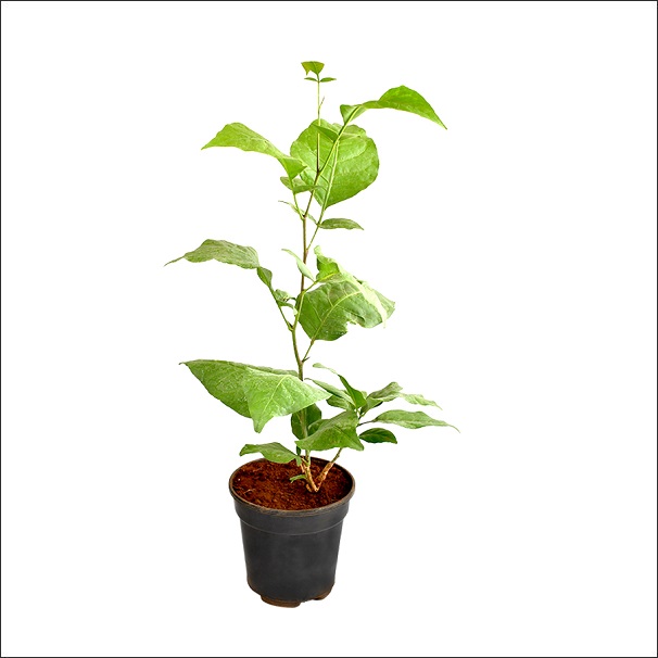 Bel Patra (Bael) Plant – Holy Bilva Tree for Shiva Puja | Buy Online in ...