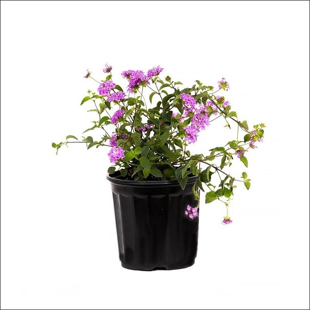 Bushy Lantana Plant – Perfect for Gardens & Balconies