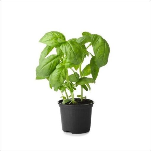 Buy Italian Basil Plant Online in Bangalore | Yoidentity