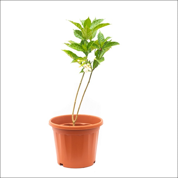 Buy Tagar Double Plant Online in Bangalore | Yoidentity